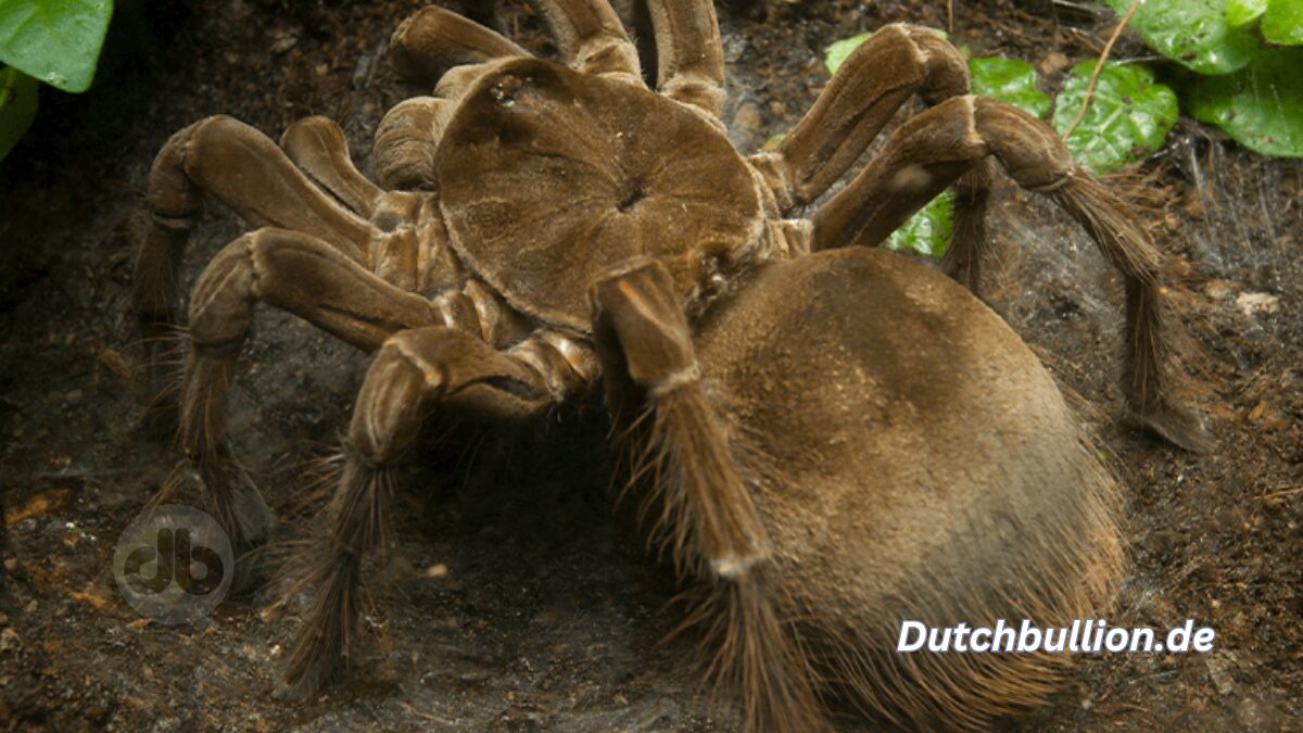 Die Größte Spinne Der Welt: Monster Unter Den Spinnen - Dutch Bullion